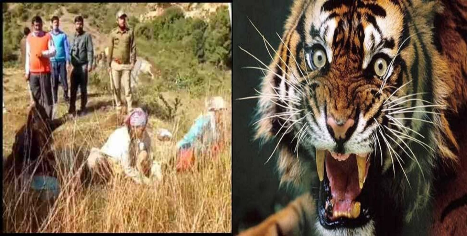 अल्मोड़ा: यहां आदमखोर बाघ के डर से SOG की निगरानी में घास काटने जा रही ...